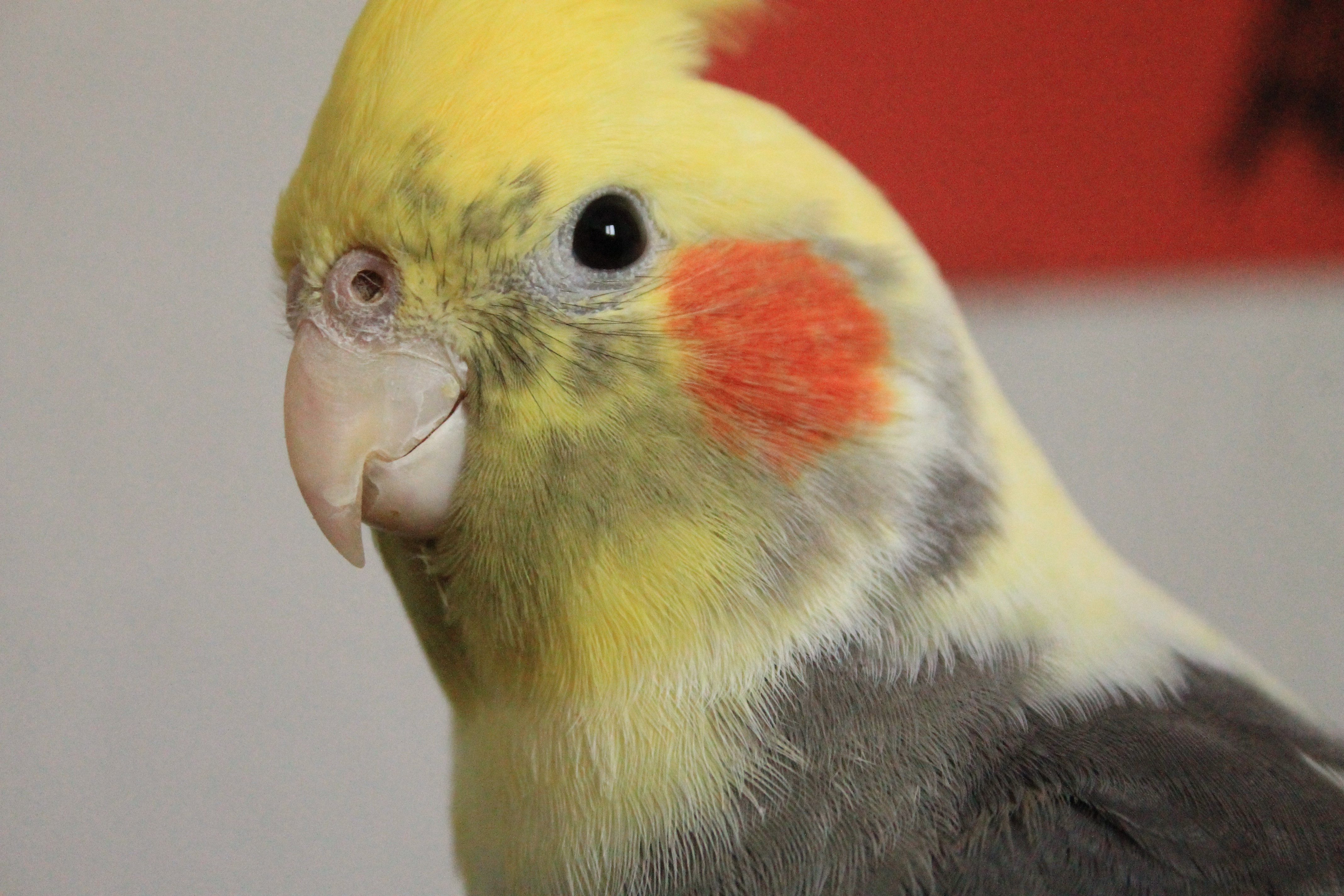 Espace Membre > Recherche des images associées au mot-clé calopsitte